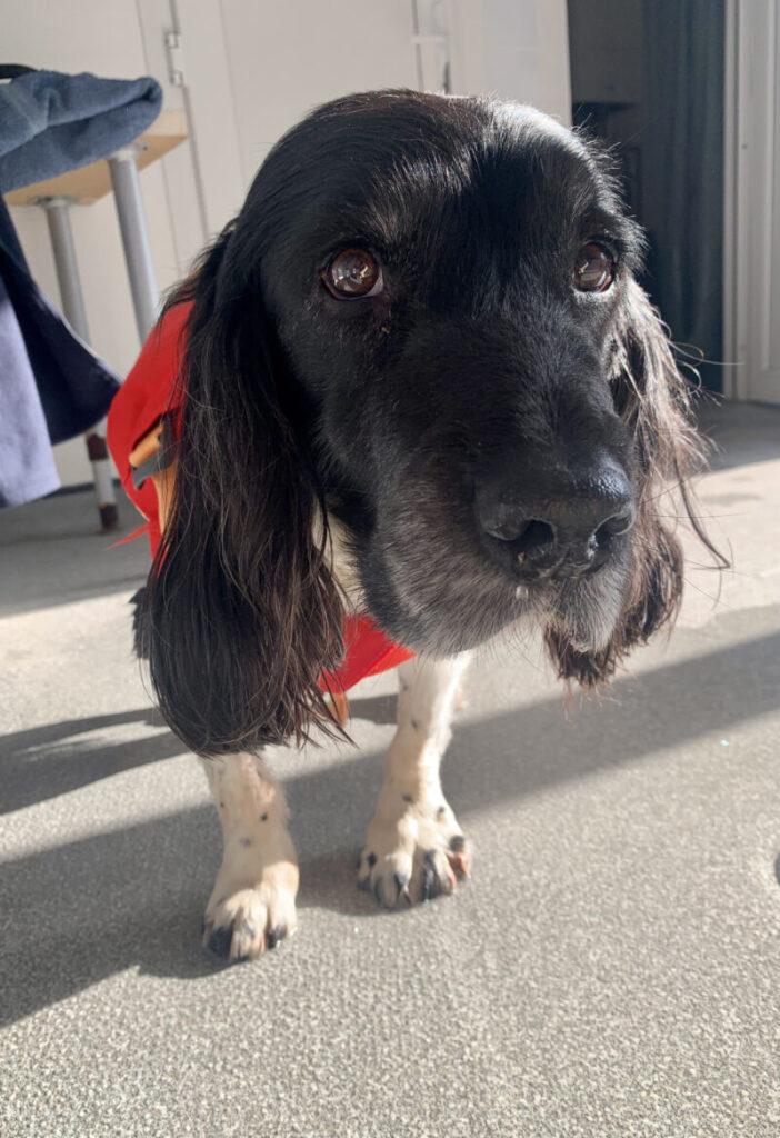 Arthritis and Degenerative Joint Disease - Therapaws Hydrotherapy
